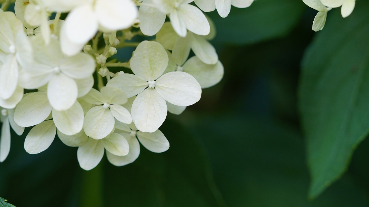 ジューンブライド(June Bride) | 言葉にする力を育む Hanaことば